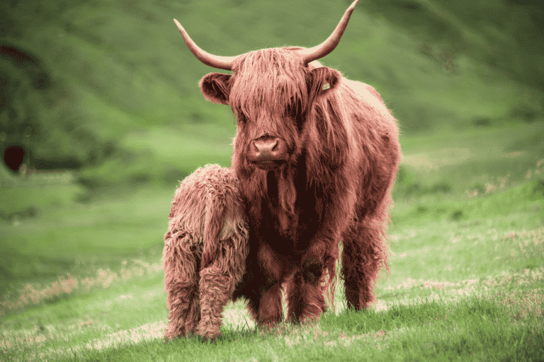 Hvannhagi | Guide to Faroe Islands : Guide to Faroe Islands