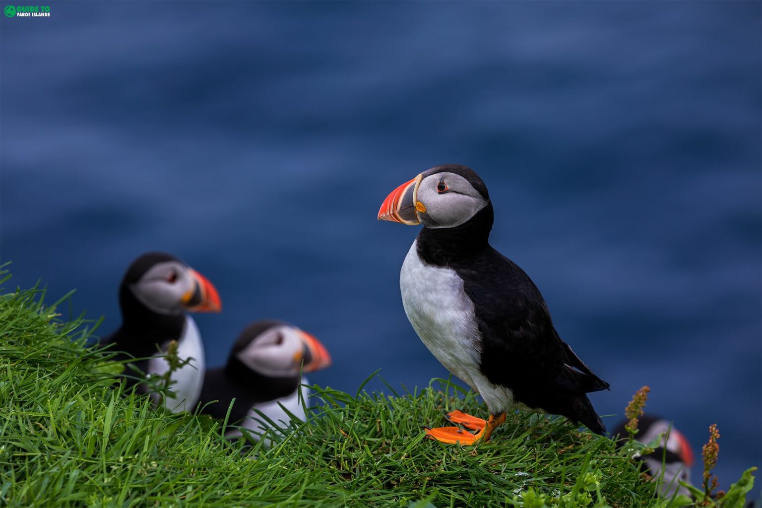 Runavík Travel Guide | Guide to Faroe Islands