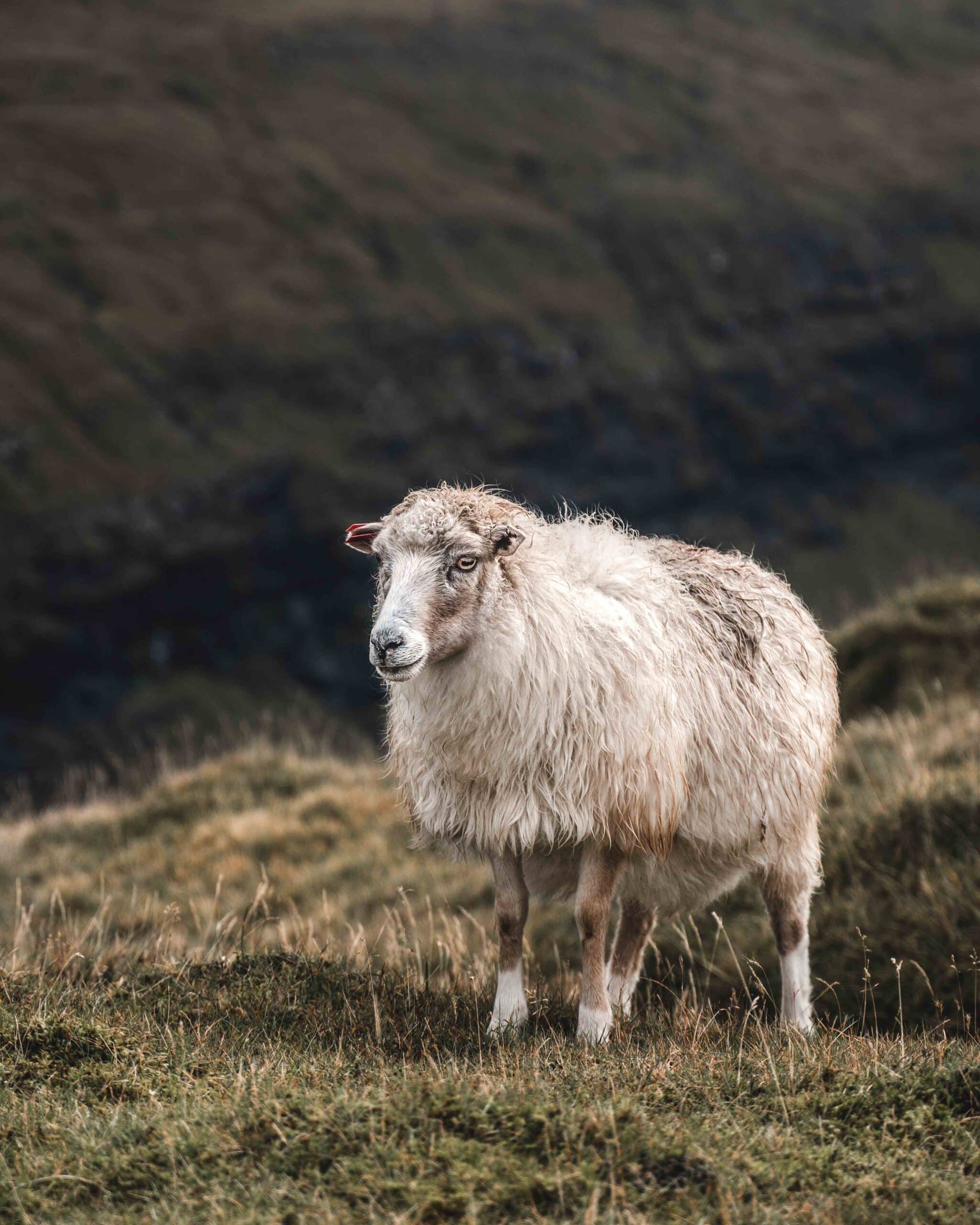 Where are the Faroe Islands? | Guide to Faroe Islands : Guide to Faroe ...