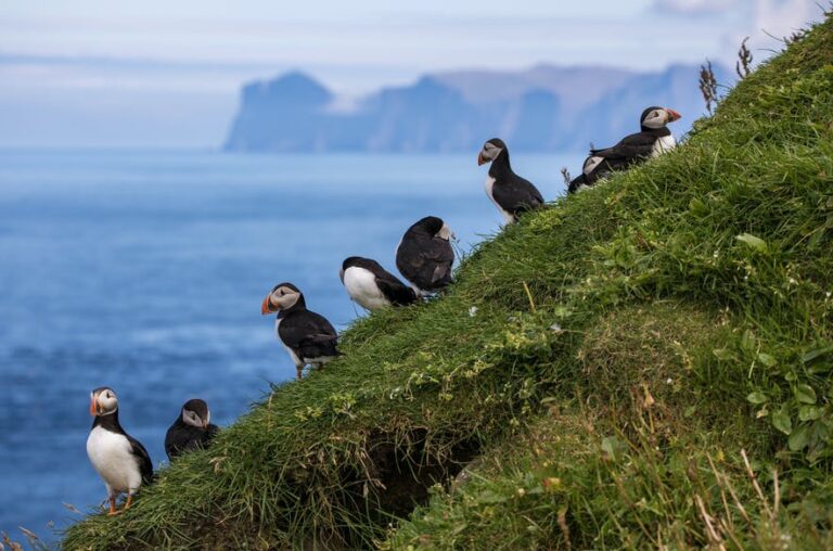 Mykines • Puffin Island | Guide to Faroe Islands