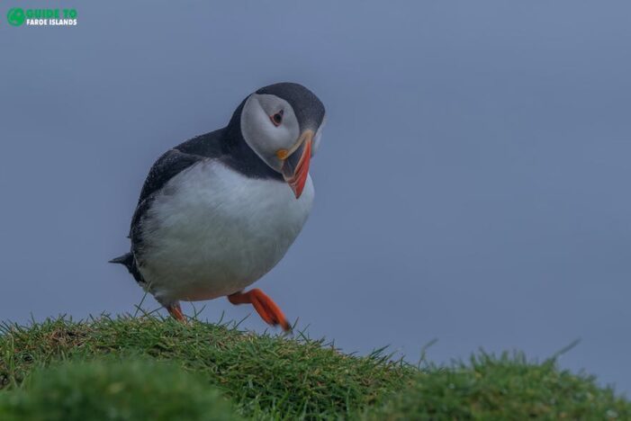 Mykines | Guide to Faroe Islands : Guide to Faroe Islands