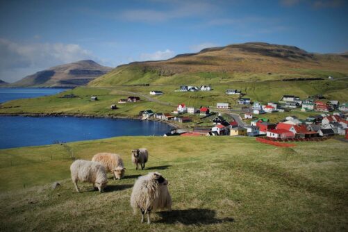 Hvannhagi | Guide to Faroe Islands : Guide to Faroe Islands