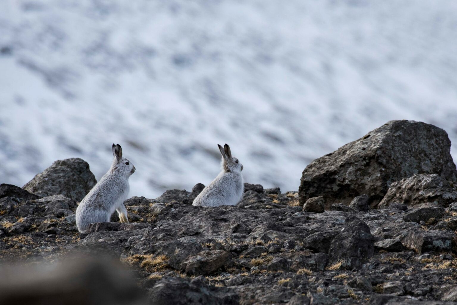 Thrilling 5 Day Mountain Hare Hunting Package | Guide to Faroe Islands