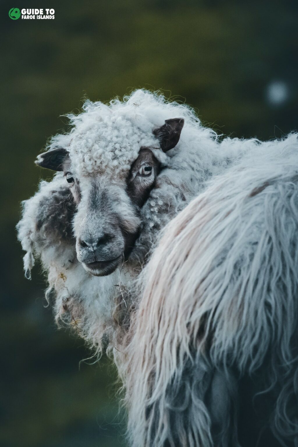 Your Complete Faroe Islands Food Culture Guide | Guide to Faroe Islands