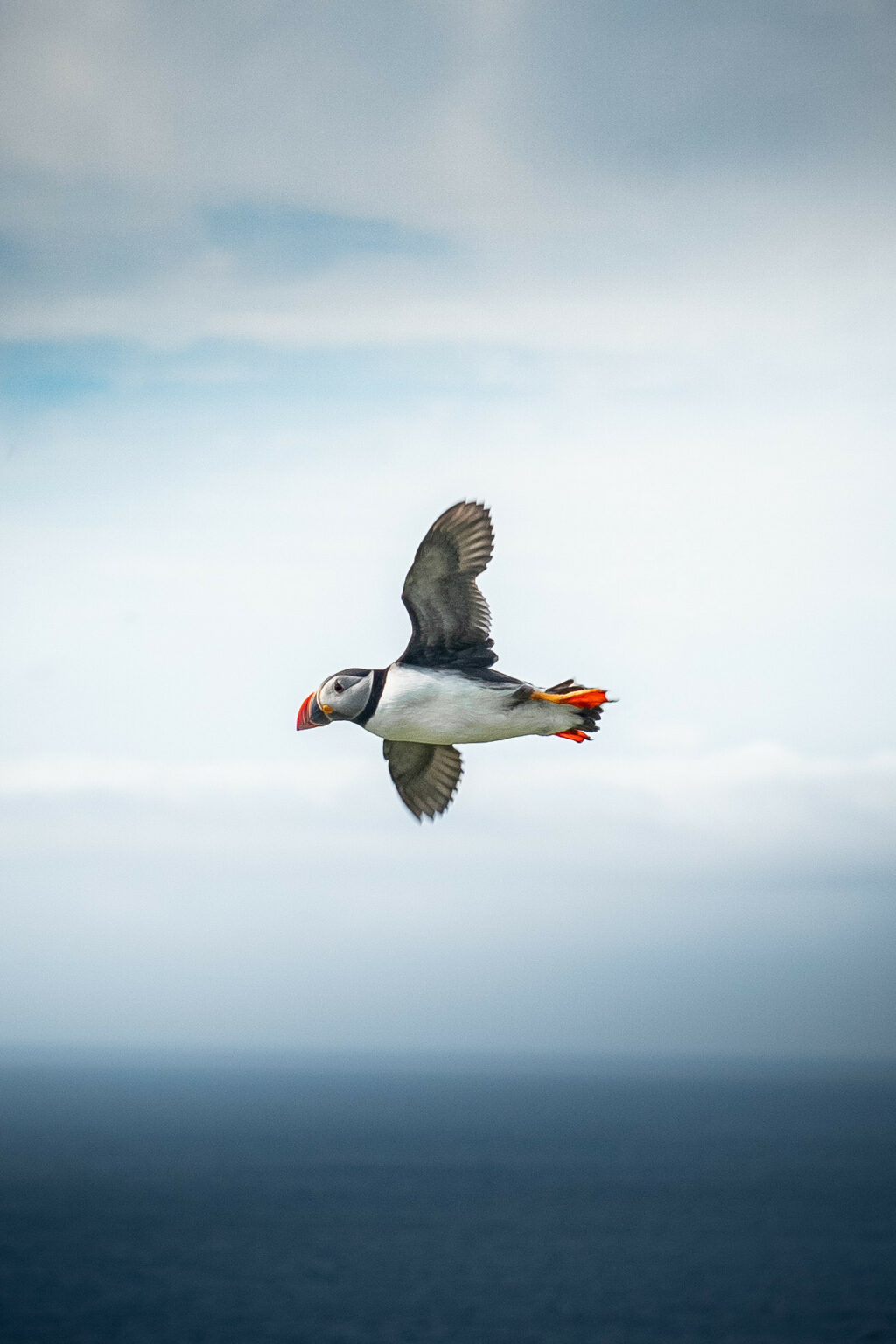 Mykines • Complete Puffin Island Guide | Guide to Faroe Islands : Guide ...